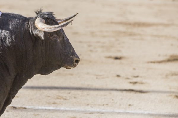 5 tips to enjoy bullfighting in Madrid – Madrid Bullfighting
